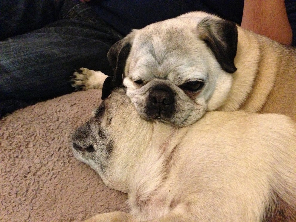 18 Photos That Prove Senior Pugs Are Still Sweet, Wholesome Babies