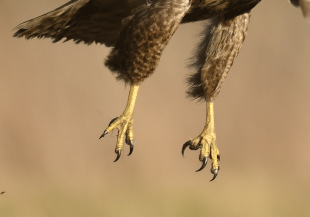 Look At These Super Deadly Talons And Guess Which Bird It Is