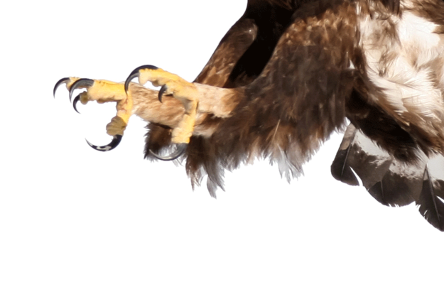 Look At These Super Deadly Talons And Guess Which Bird It Is