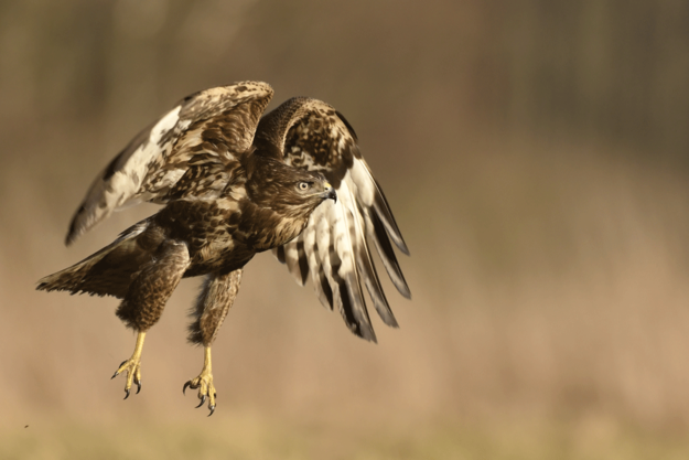 Look At These Super Deadly Talons And Guess Which Bird It Is
