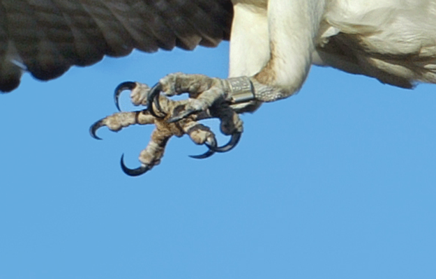 Look At These Super Deadly Talons And Guess Which Bird It Is