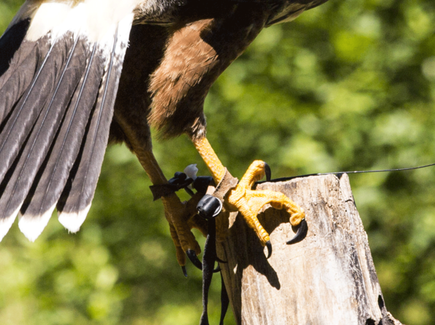 Look At These Super Deadly Talons And Guess Which Bird It Is