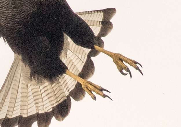 Look At These Super Deadly Talons And Guess Which Bird It Is