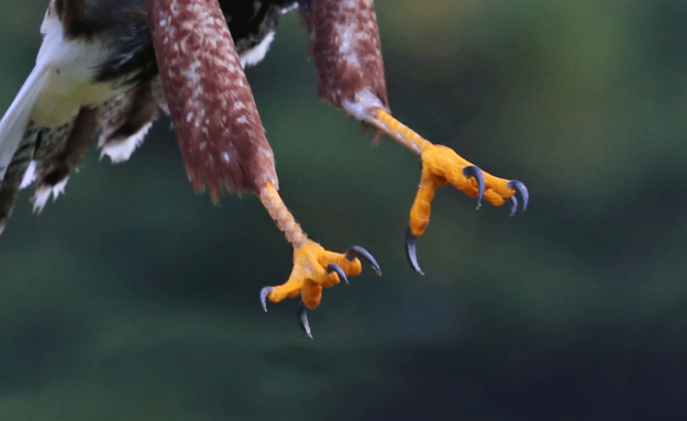 Look At These Super Deadly Talons And Guess Which Bird It Is