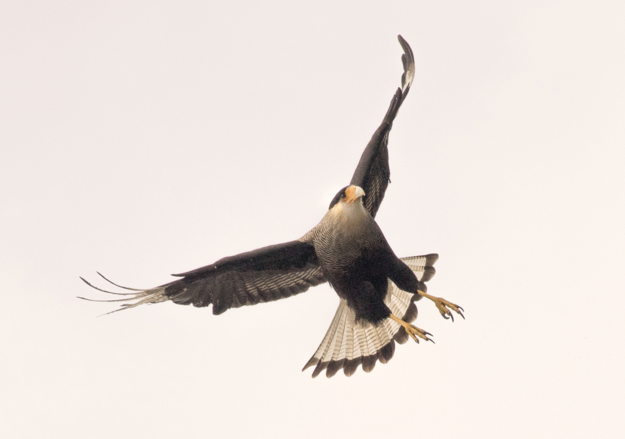 Look At These Super Deadly Talons And Guess Which Bird It Is