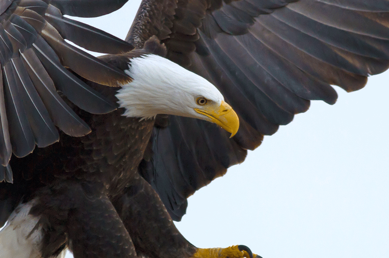 Look At These Super Deadly Talons And Guess Which Bird It Is