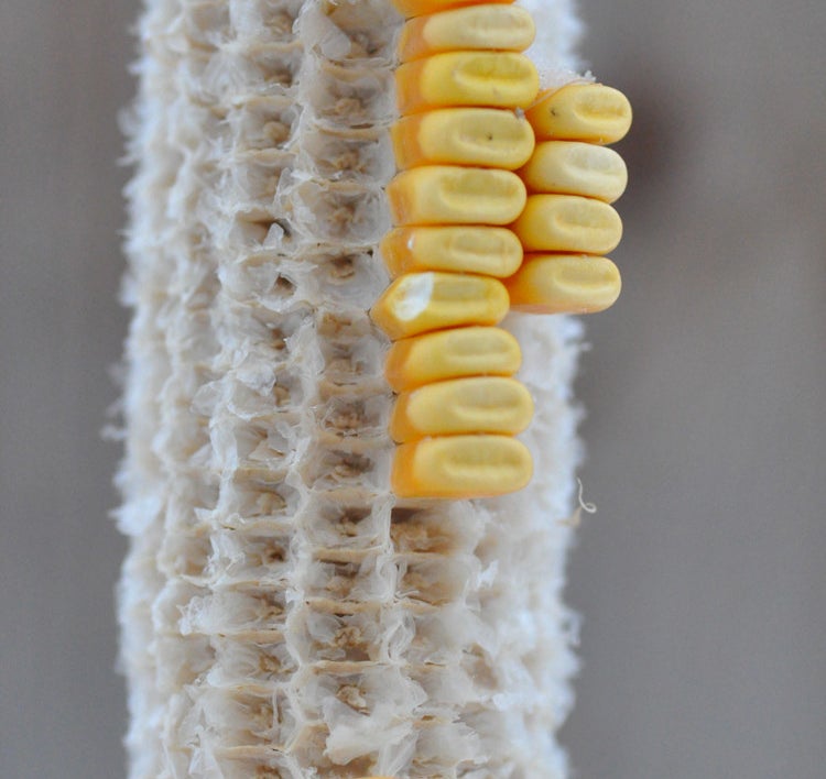 23 Horrifying Foods You Won't Be Able To Look At If You Have Trypophobia