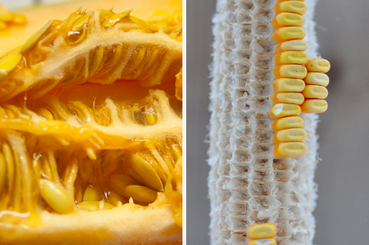 23 Horrifying Foods You Won't Be Able To Look At If You Have Trypophobia