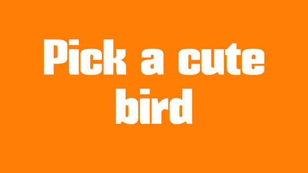 Literally Just Pick Five Adorable Animals And We'll Guess If Your Belly ...