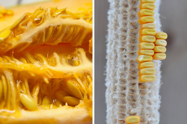 23 Horrifying Foods You Won't Be Able To Look At If You Have Trypophobia