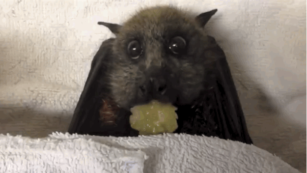 Cute Fruit Bats Gif