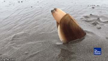 This Video Of A Clam Spitting Will Have You Screaming "THE OCEAN IS ...