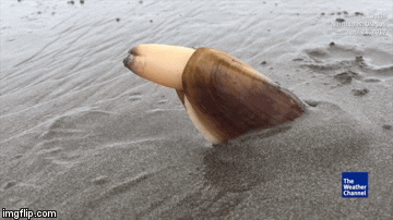 This Video Of A Clam Spitting Will Have You Screaming “THE OCEAN IS ...