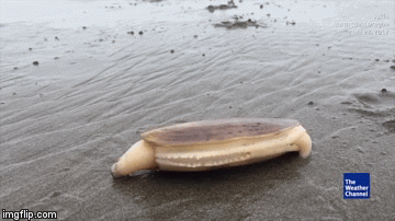 This Video Of A Clam Spitting Will Have You Screaming "THE OCEAN IS ...