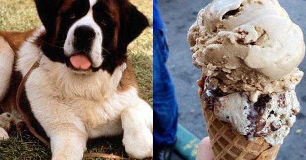 Build A Sundae And We'll Tell You Which Dog Breed Is Your Perfect Match