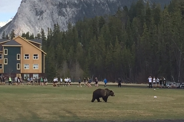 A Real Bear Interrupted Practice Of A Rugby Team Called The Bears