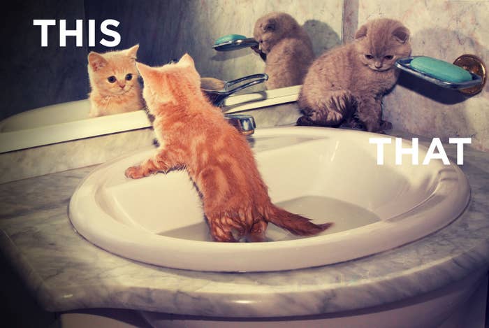 Are You More Like This Or More Like That?