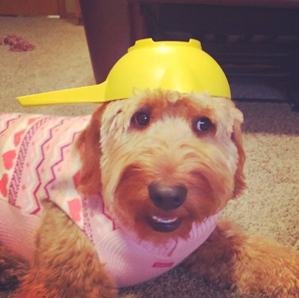 This Human-Sized Dog Is By Far The Best Thing You've Ever Seen On Instagram