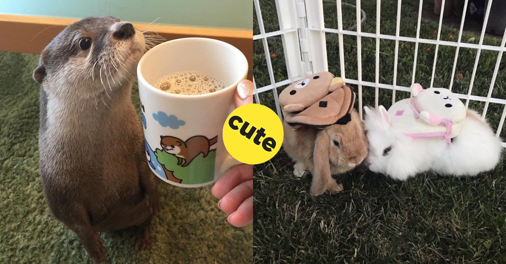 26 Animal Posts That Will Honestly Just Make You Feel Good