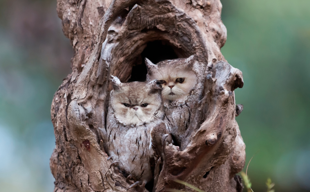 15 Owls With Cat Faces Because Who Knows Why...