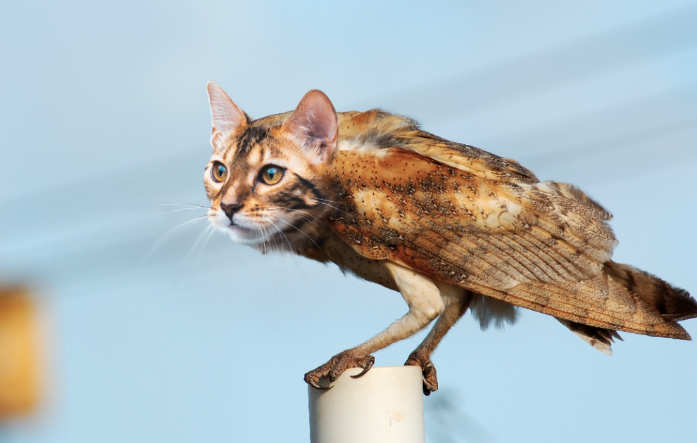 15 Owls With Cat Faces Because Who Knows Why...