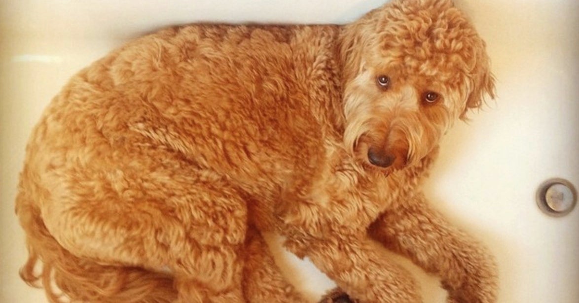 This Human-Sized Dog Is By Far The Best Thing You've Ever Seen On Instagram