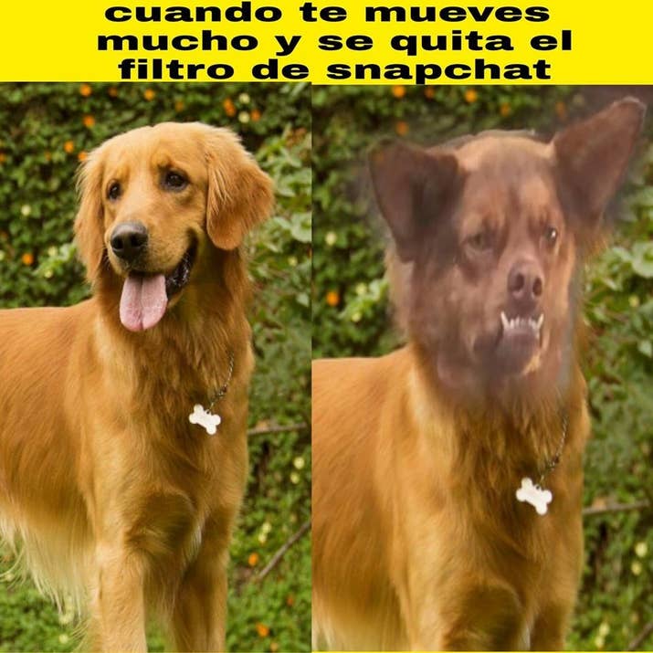 La historia de ‘Chilaquil’, el perro que se robó nuestros corazones ¡y ...