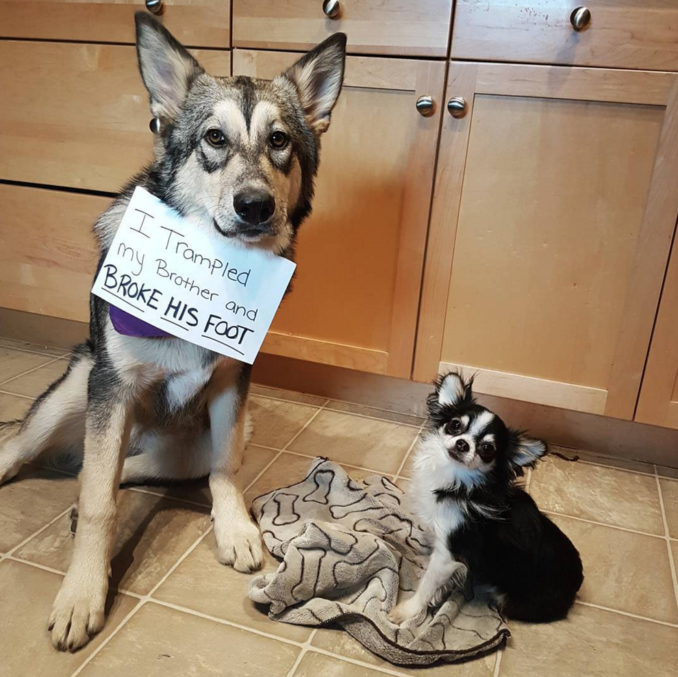 15 Things That Dogs And ONLY Dogs Look Cute Doing