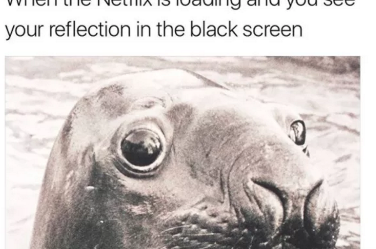 Dare You Not To Laugh At These 23 Animal Memes