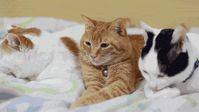 Cats Cuddling Gif