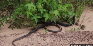 Hello, This Video Of A Snake Throwing Up Another Live Snake Will ...