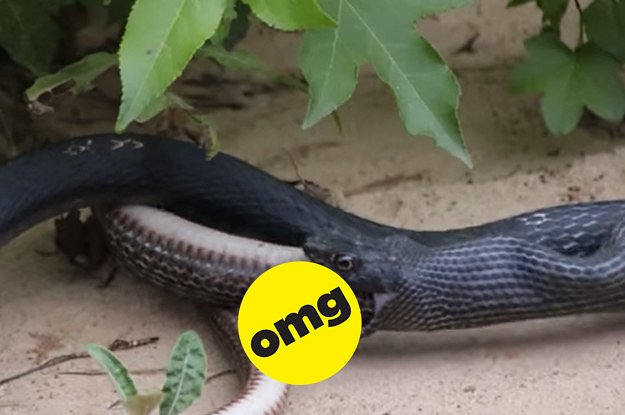 Hello, This Video Of A Snake Throwing Up Another Live Snake Will ...
