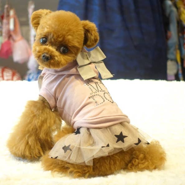 Okay, Millennial Dogs Need To Chill TF Out