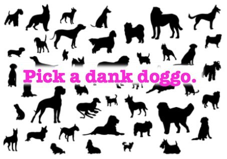 Pick Your Favorite Doggos And We'll Reveal When You're Going To Get Married