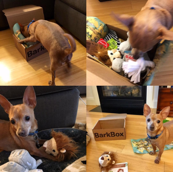 Okay, Millennial Dogs Need To Chill TF Out