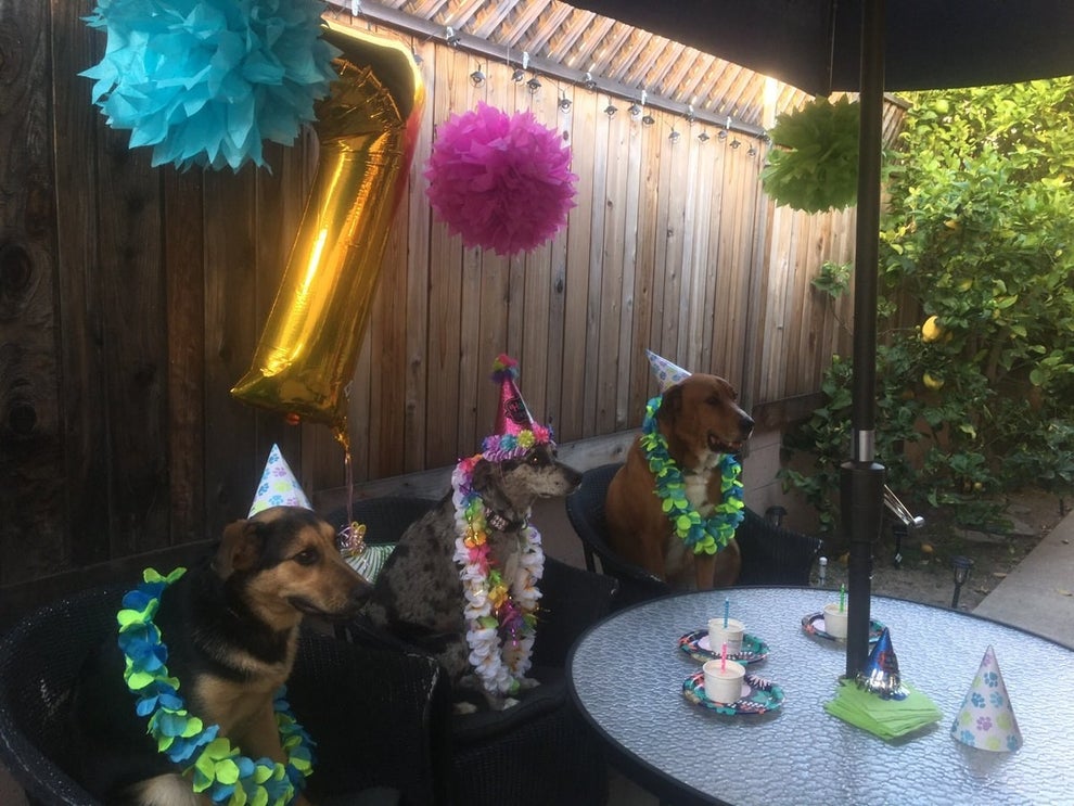 Okay, Millennial Dogs Need To Chill TF Out