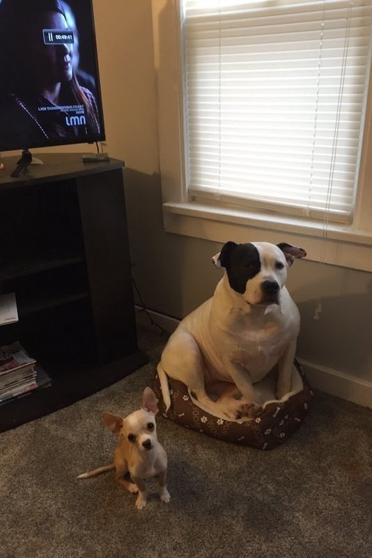 31 Doggos Who Tried, They Really Tried