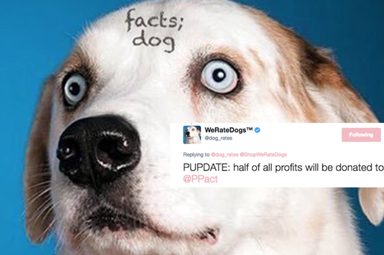 This Popular Twitter Account About Dogs Sparked An Abortion Fight