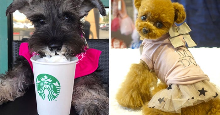 Okay, Millennial Dogs Need To Chill TF Out