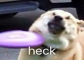 Pick Your Favorite Doggos And We'll Reveal When You're Going To Get Married