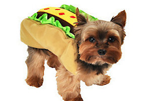 Pick Your Favorite Doggos And We'll Reveal When You're Going To Get Married