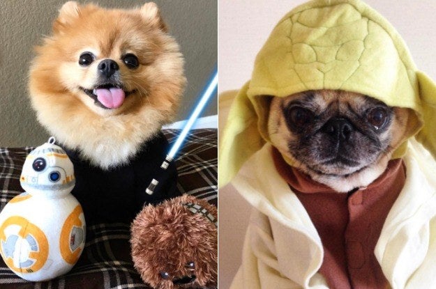 These 33 Adorable Pets Will Make Your "Star Wars" Day