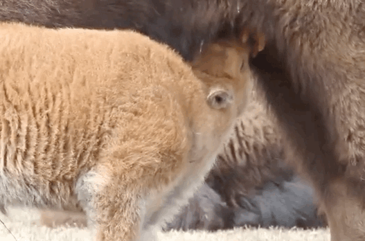 9 Photos Of Animals Udders That Don't Belong To Cows