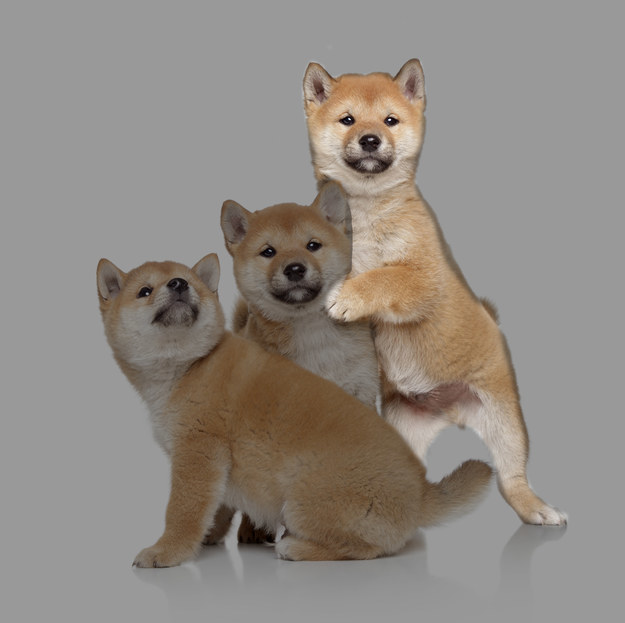 Which Shiba In This Photo Matches Your Personality?