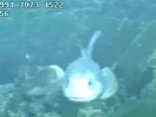 Can You Get Through This Post Without Spending $50?