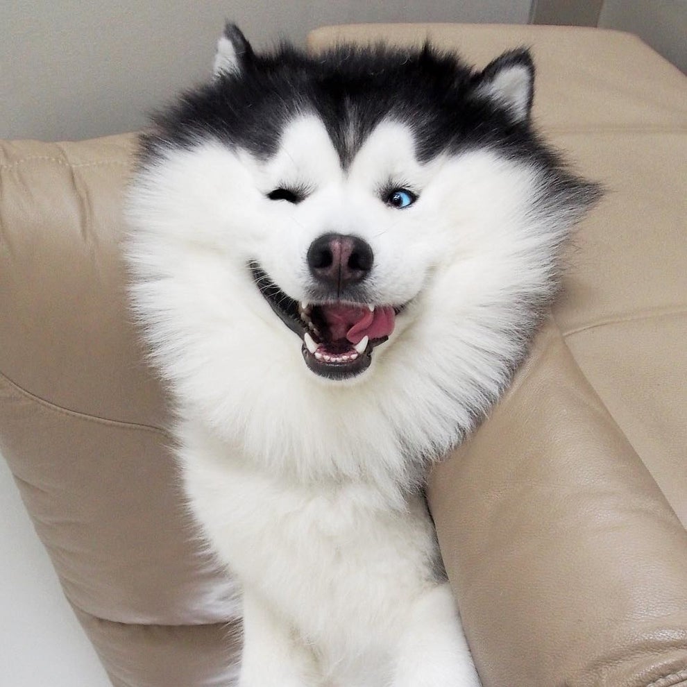 This Smiling Siberian Husky Will Put An End To All Your Woes