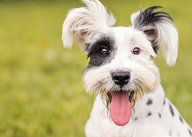 Pick Your Favorite Doggos And We'll Reveal When You're Going To Get Married