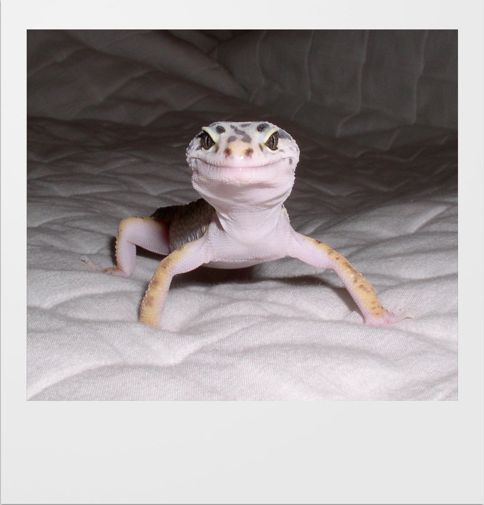 You Can Learn How To Take The Perfect Selfie By Looking At Reptiles