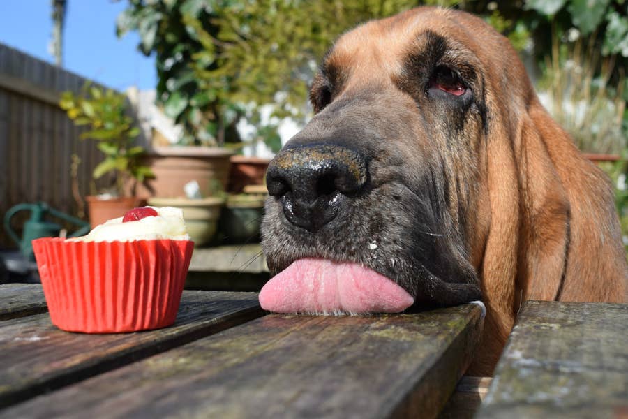 Yummy Face Dog