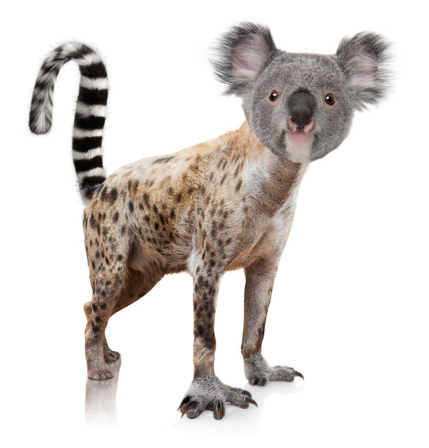 Which Animals Are In These Mashups?